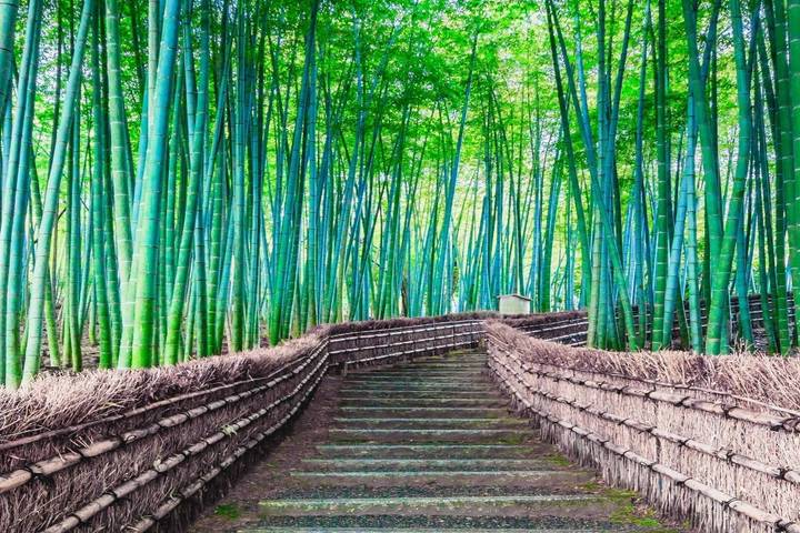 9 Day Independent Japan by Vio Travel with 6 Tour Reviews (Code ...