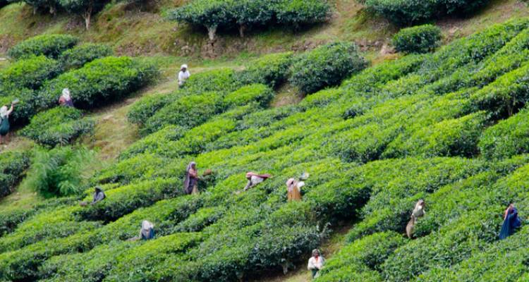 Southern India by Intrepid Travel with 87 Tour Reviews (Code: HHSS ...